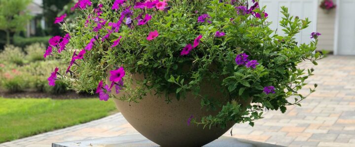 How to Plant Flowers - Outdoor Spaces