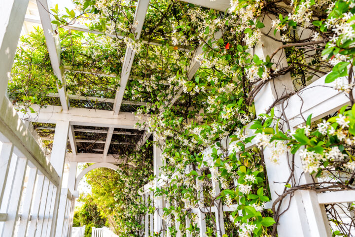 Trellis: Definition & Uses | Outdoor Spaces Design