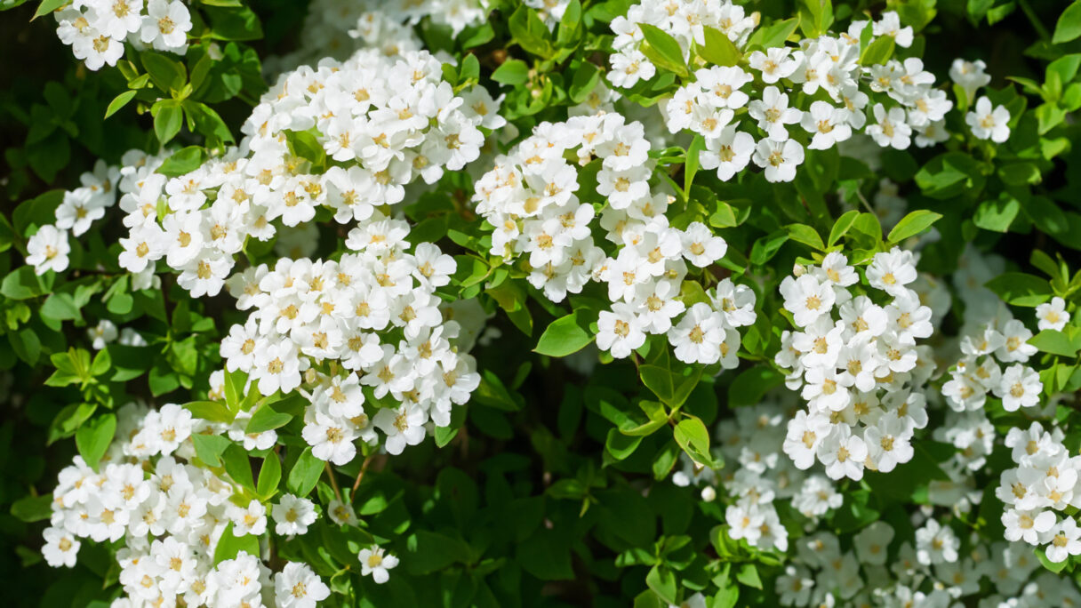 The Best Flowering Shrubs for Your Backyard | Outdoor Spaces